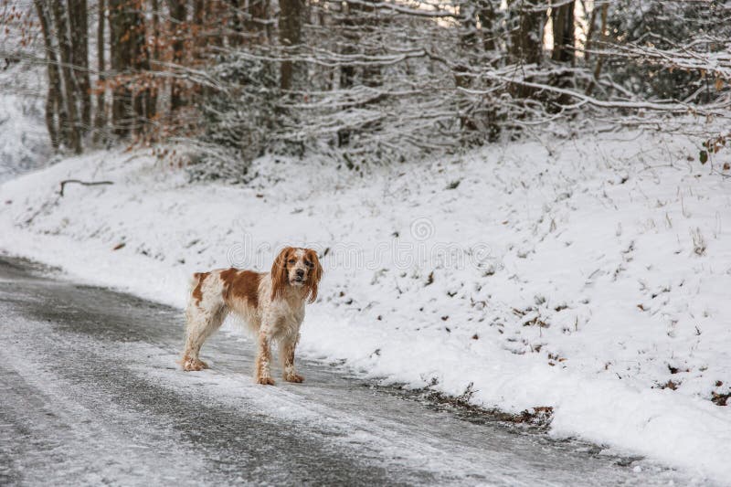 Working English Cocker Spaniel Dog in the Forest Stock Photo - Image of ...