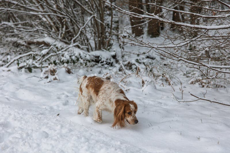 Working English Cocker Spaniel Dog in the Forest Stock Photo - Image of ...