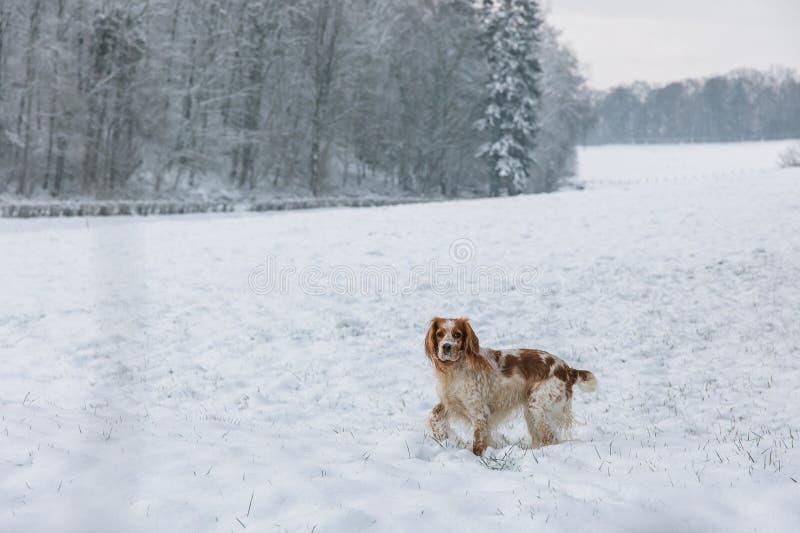 Working English Cocker Spaniel Dog in the Forest Stock Image - Image of ...