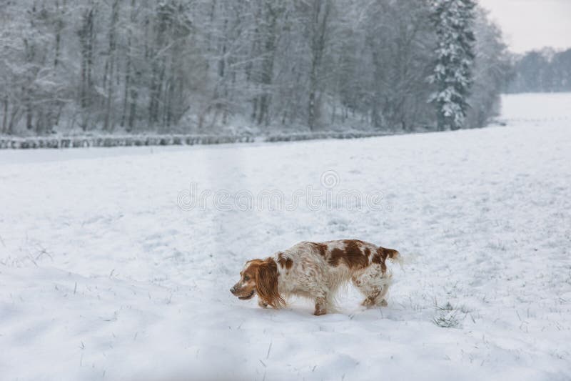 Working English Cocker Spaniel Dog in the Forest Stock Image - Image of ...