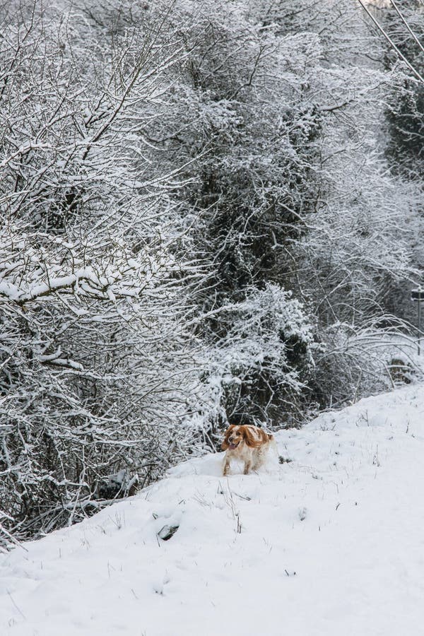 Working English Cocker Spaniel Dog in the Forest Stock Photo - Image of ...