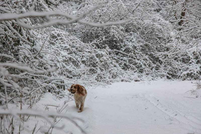 Working English Cocker Spaniel Dog in the Forest Stock Image - Image of ...