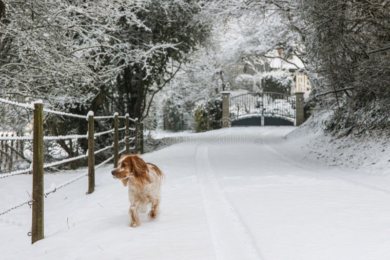 Working English Cocker Spaniel Dog in the Forest Stock Photo - Image of ...