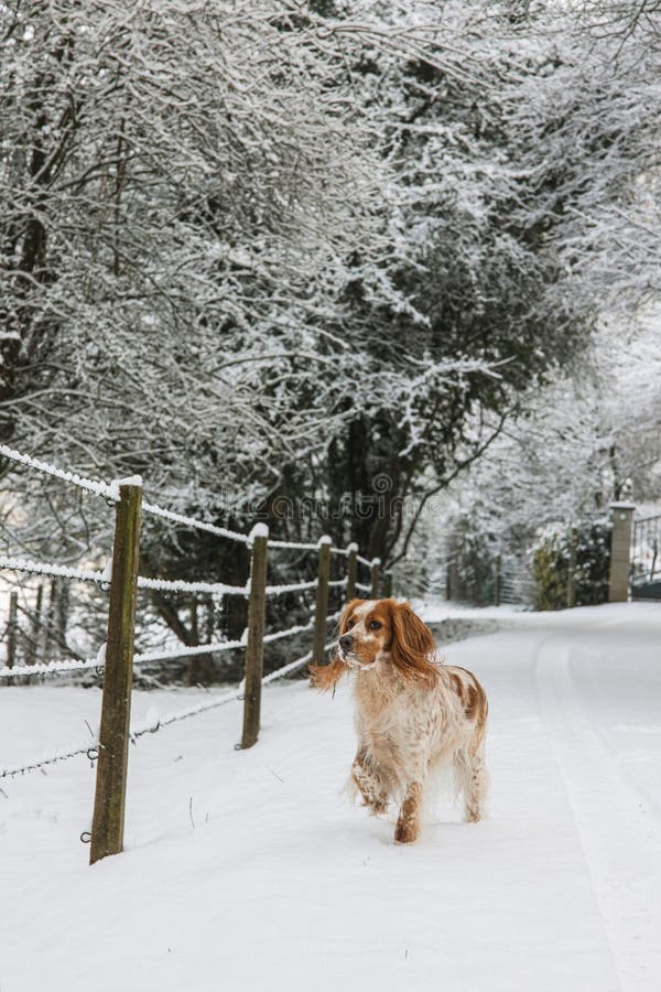 Working English Cocker Spaniel Dog in the Forest Stock Photo - Image of ...