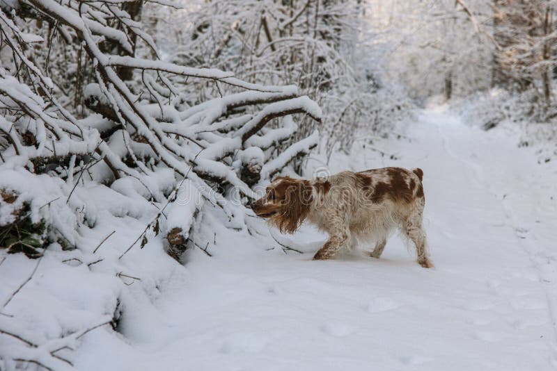 Working English Cocker Spaniel Dog in the Forest Stock Photo - Image of ...