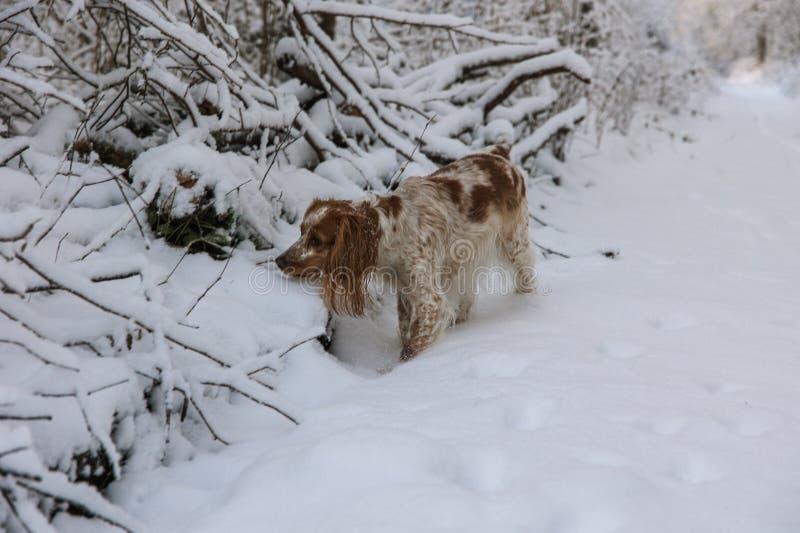 Working English Cocker Spaniel Dog in the Forest Stock Image - Image of ...