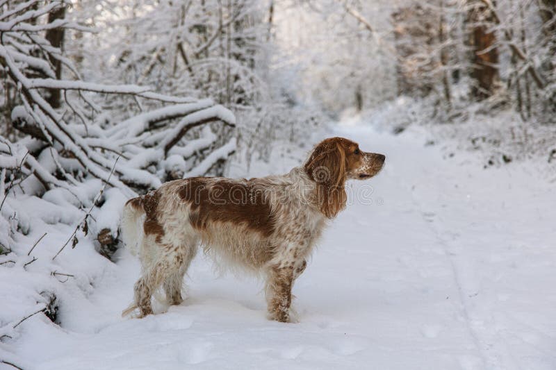 Working English Cocker Spaniel Dog in the Forest Stock Image - Image of ...