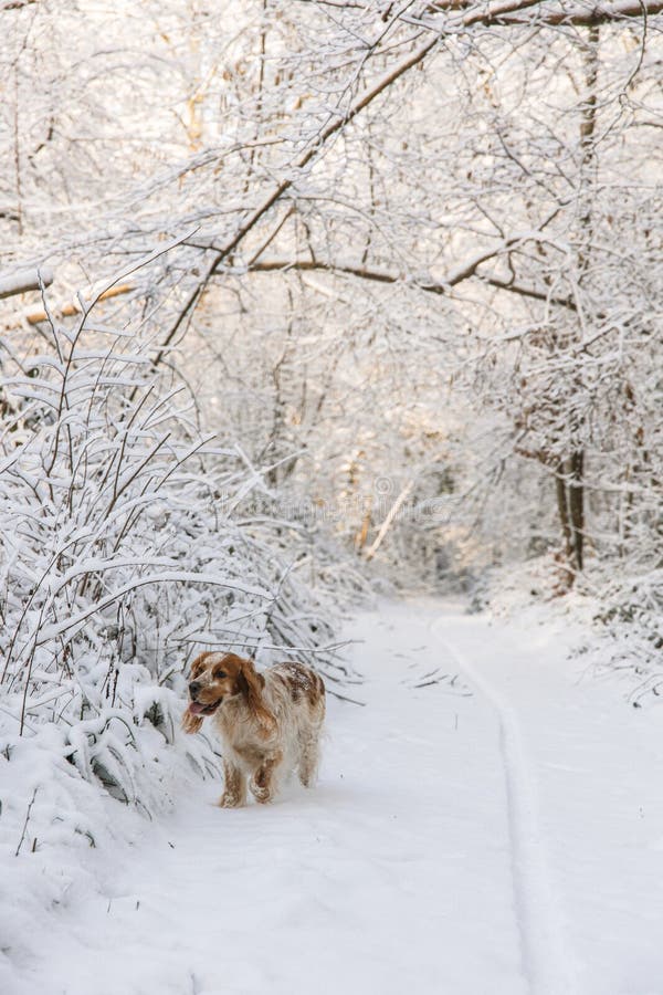 Working English Cocker Spaniel Dog in the Forest Stock Photo - Image of ...