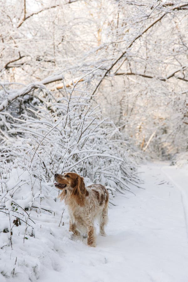 Working English Cocker Spaniel Dog in the Forest Stock Image - Image of ...