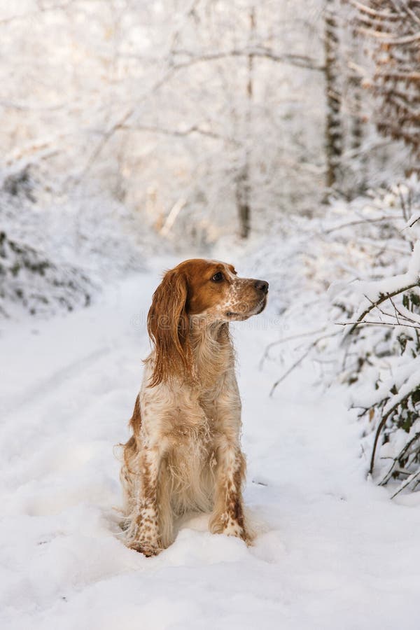 Working English Cocker Spaniel Dog in the Forest Stock Photo - Image of ...