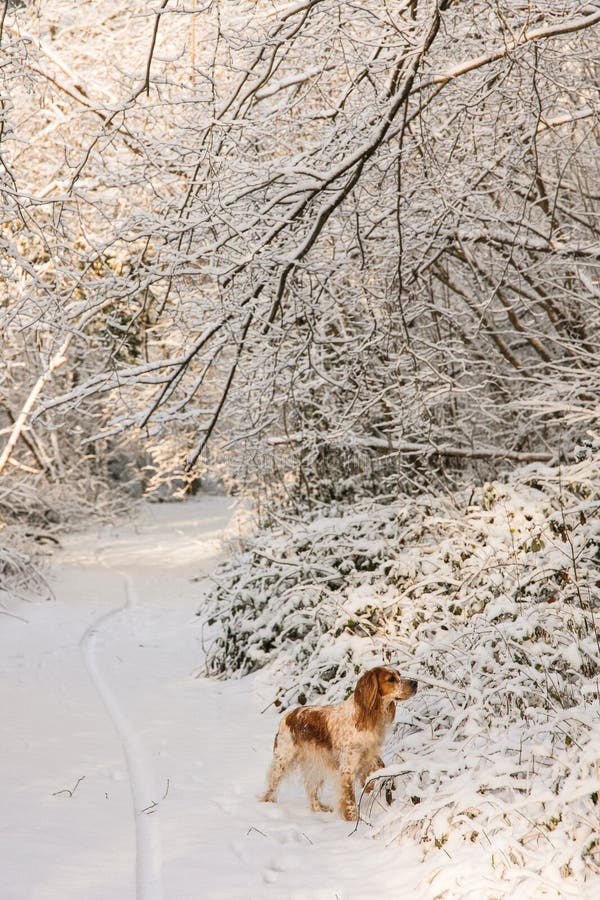 Working English Cocker Spaniel Dog in the Forest Stock Photo - Image of ...