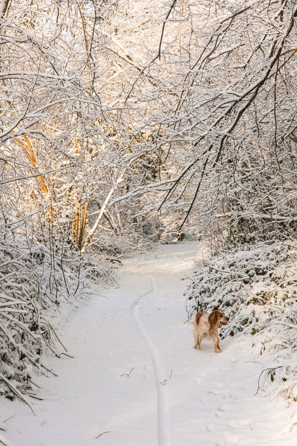 Working English Cocker Spaniel Dog in the Forest Stock Photo - Image of ...