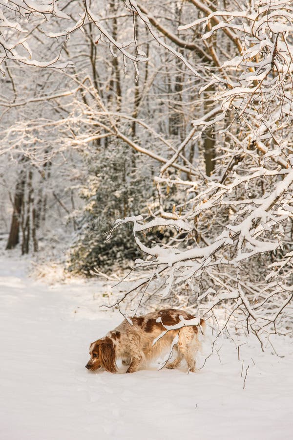 Working English Cocker Spaniel Dog in the Forest Stock Image - Image of ...