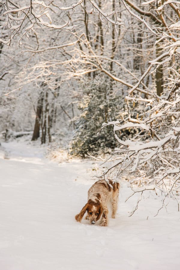 Working English Cocker Spaniel Dog in the Forest Stock Photo - Image of ...