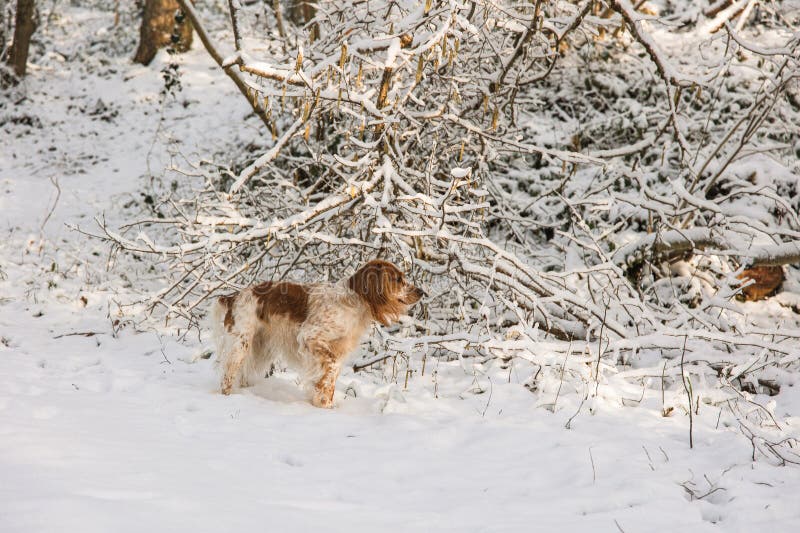 Working English Cocker Spaniel Dog in the Forest Stock Photo - Image of ...