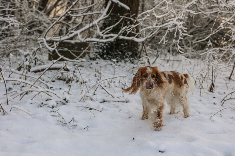Working English Cocker Spaniel Dog in the Forest Stock Photo - Image of ...