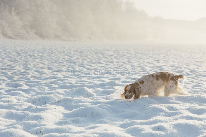 Working English Cocker Spaniel Dog in the Forest Stock Photo - Image of ...