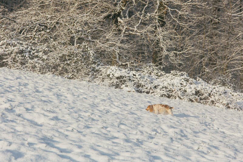 Working English Cocker Spaniel Dog in the Forest Stock Image - Image of ...