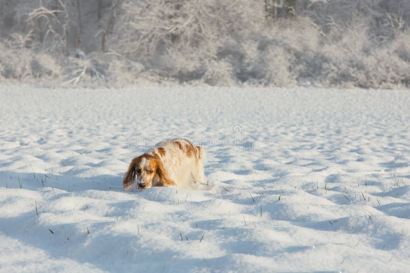 Working English Cocker Spaniel Dog in the Forest Stock Photo - Image of ...