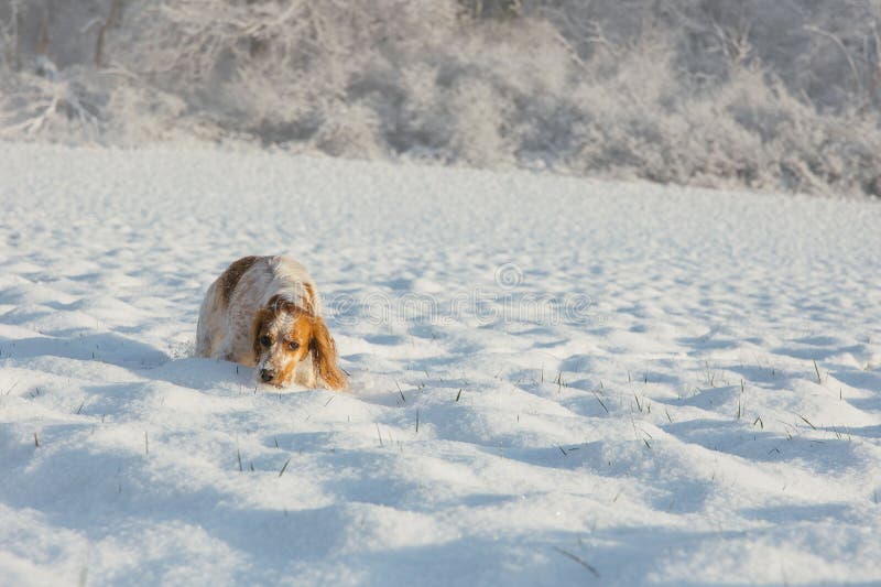 Working English Cocker Spaniel Dog in the Forest Stock Photo - Image of ...