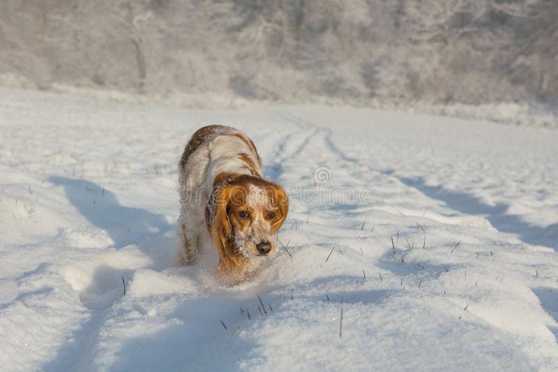 Working English Cocker Spaniel Dog in the Forest Stock Photo - Image of ...