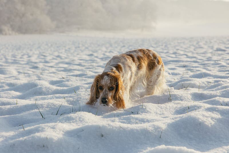Working English Cocker Spaniel Dog in the Forest Stock Image - Image of ...