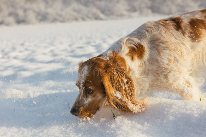 Working English Cocker Spaniel Dog in the Forest Stock Photo - Image of ...