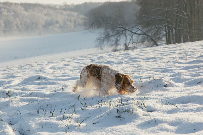 Working English Cocker Spaniel Dog in the Forest Stock Image - Image of ...