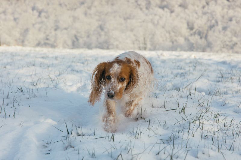 Working English Cocker Spaniel Dog in the Forest Stock Image - Image of ...