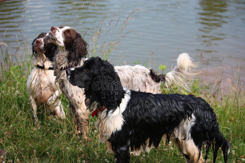 Working English Springer Spaniels Stock Photo - Image of field, grass ...