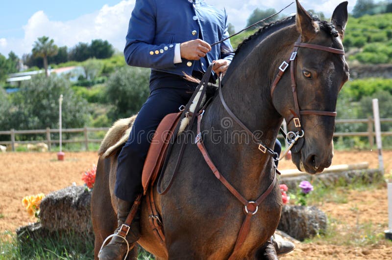 Working equitation horse stock image. Image of portuguese - 70320449