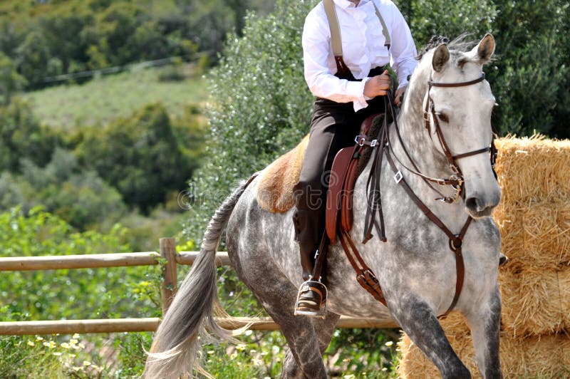Working equitation horse stock image. Image of competition - 70320665