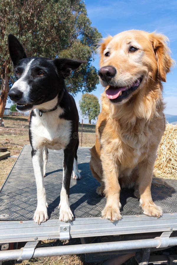 Working farm dogs on a ute stock image. Image of sheep - 58281861