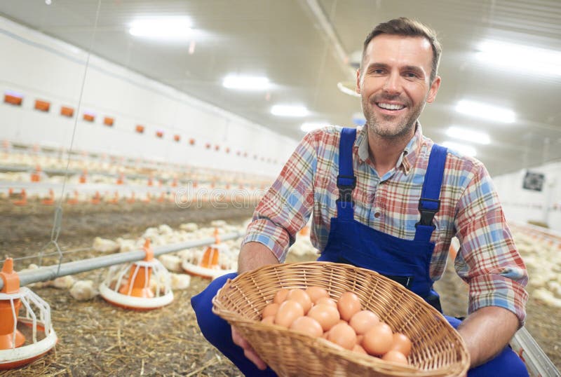 Working farmer stock photo. Image of uniform, chicken - 80135104