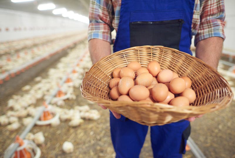 Working farmer stock photo. Image of uniform, abundance - 80135086