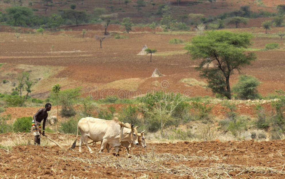 Working in the field editorial photo. Image of people - 10417171