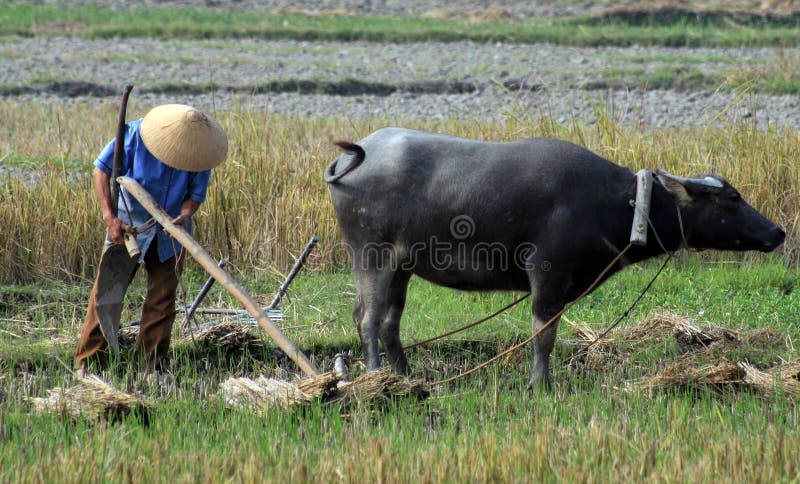 Through The Fields With Oxen Editorial Photography - Image of plowing ...