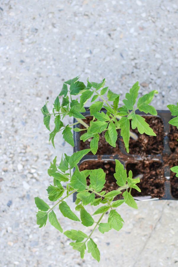 Working in the Garden, Process of Planting Tomatoes Stock Image - Image ...
