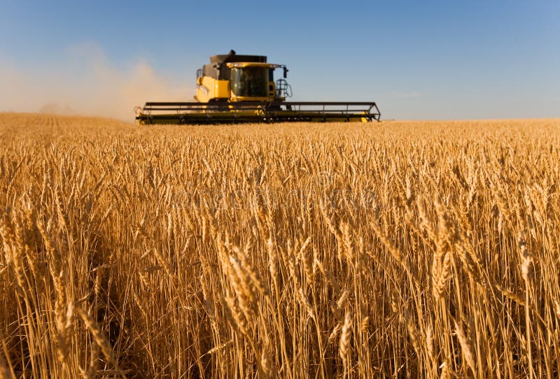 Harvest work stock photo. Image of crop, produce, golden - 2962958
