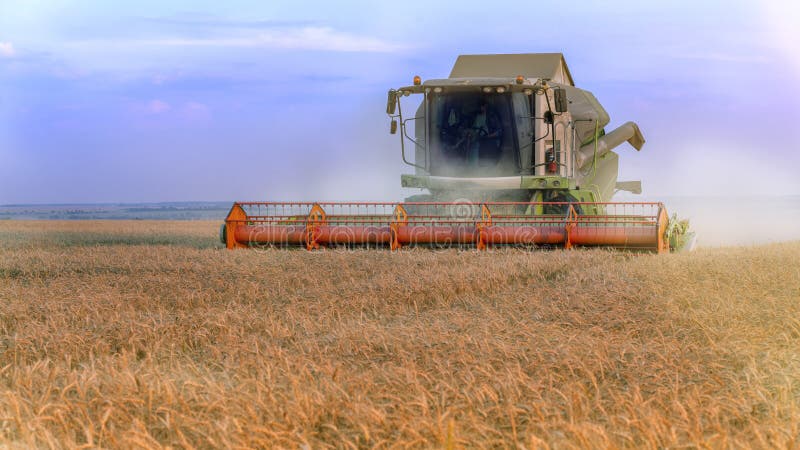 Working Harvesting Combine in the Field of Wheat. Rich Harvest. Stock ...