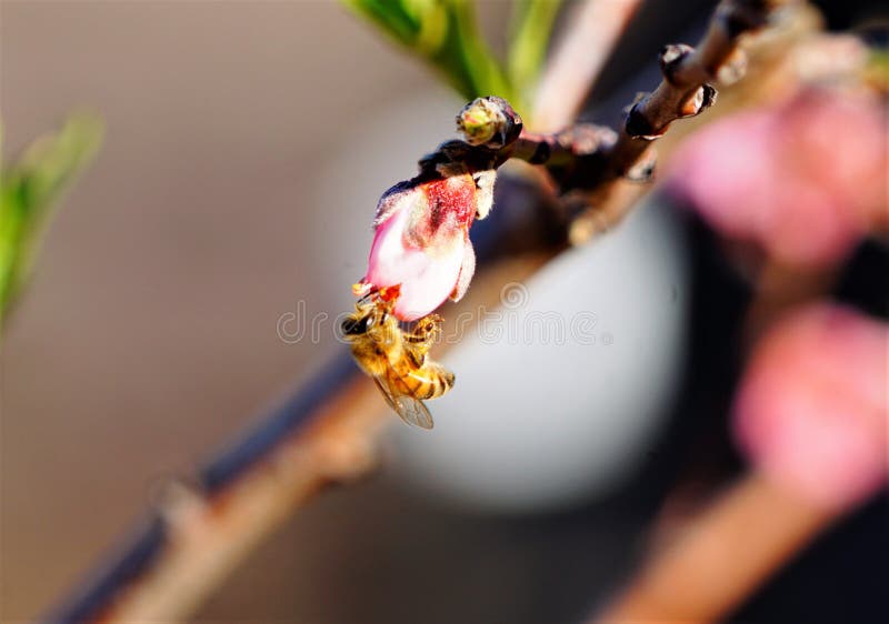 A Working Honey Bee on a Pink Bloom. Stock Photo - Image of honey ...