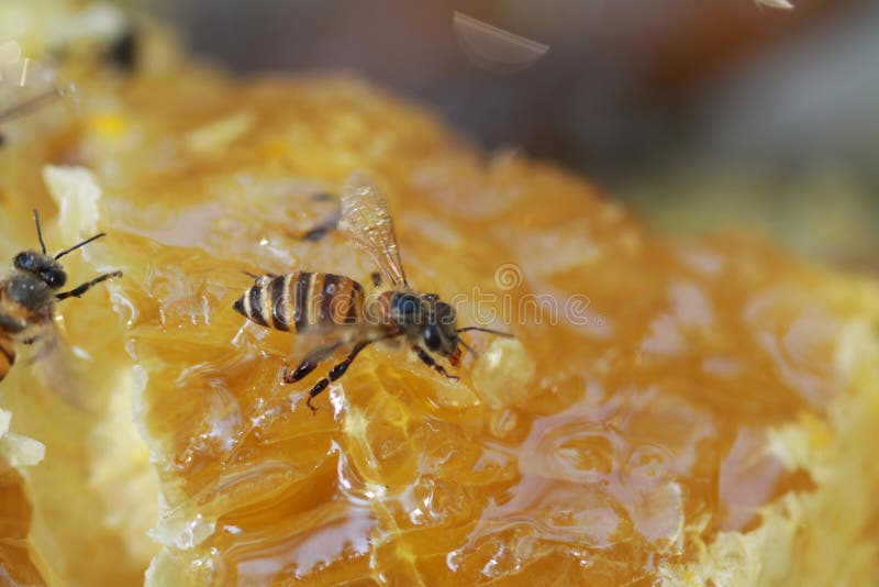 Working honey bee stock image. Image of honey, working - 147821097