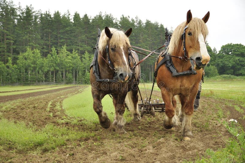 Draft Horses Plowing Field editorial image. Image of farming - 54560535