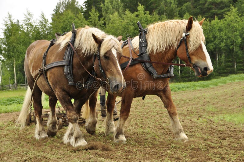 120+ Working horse Free Stock Photos - StockFreeImages