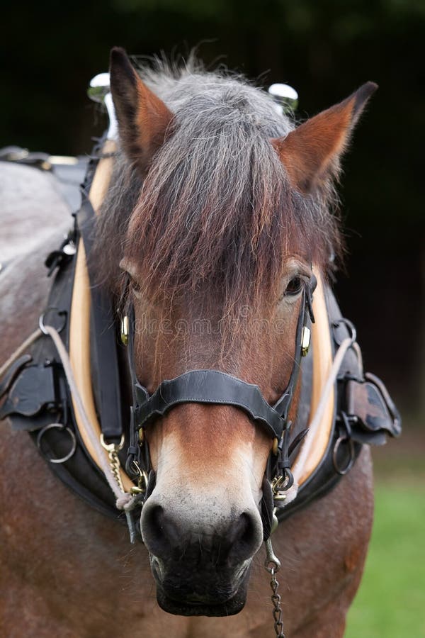 A working horse in harness stock image. Image of stallion - 86093383