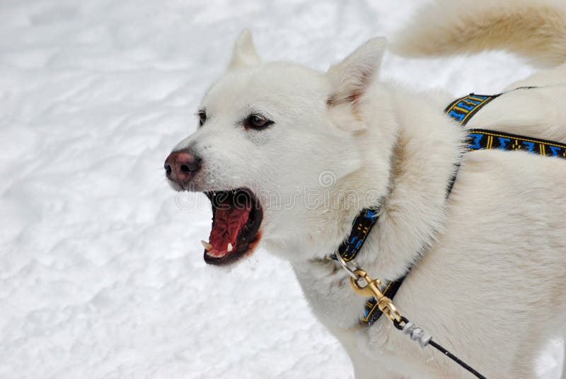 A Working Husky Dog in the Snow and Pulling Load Stock Photo - Image of ...