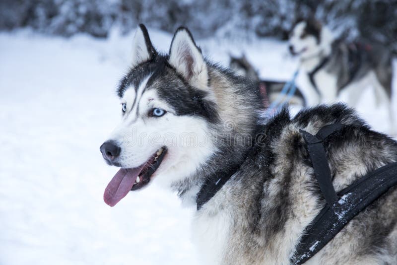 Working Husky Dog in Arctic Finalnd Stock Photo - Image of cold, arctic ...