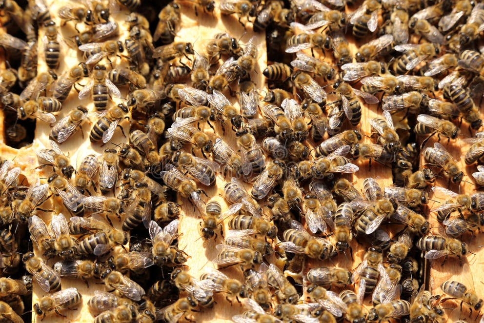 Working insects stock image. Image of honeycomb, honey - 53462287