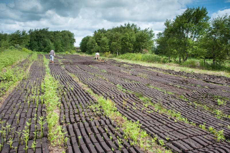 Working in an Irish Peat Bog Field Stock Photo - Image of environment ...