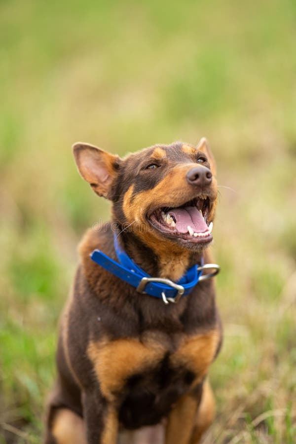 Working Kelpie Dog Sitting in Grass on a Farm in Australia Stock Photo ...